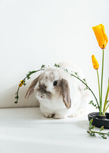 Cute Bunny Rabbit Flowers Free Stock Photo - Public Domain Pictures
