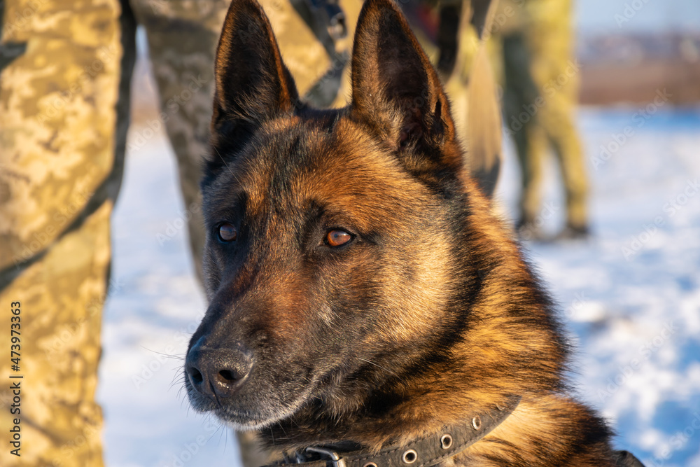 Specifically trained to assist police and other law-enforcement ...