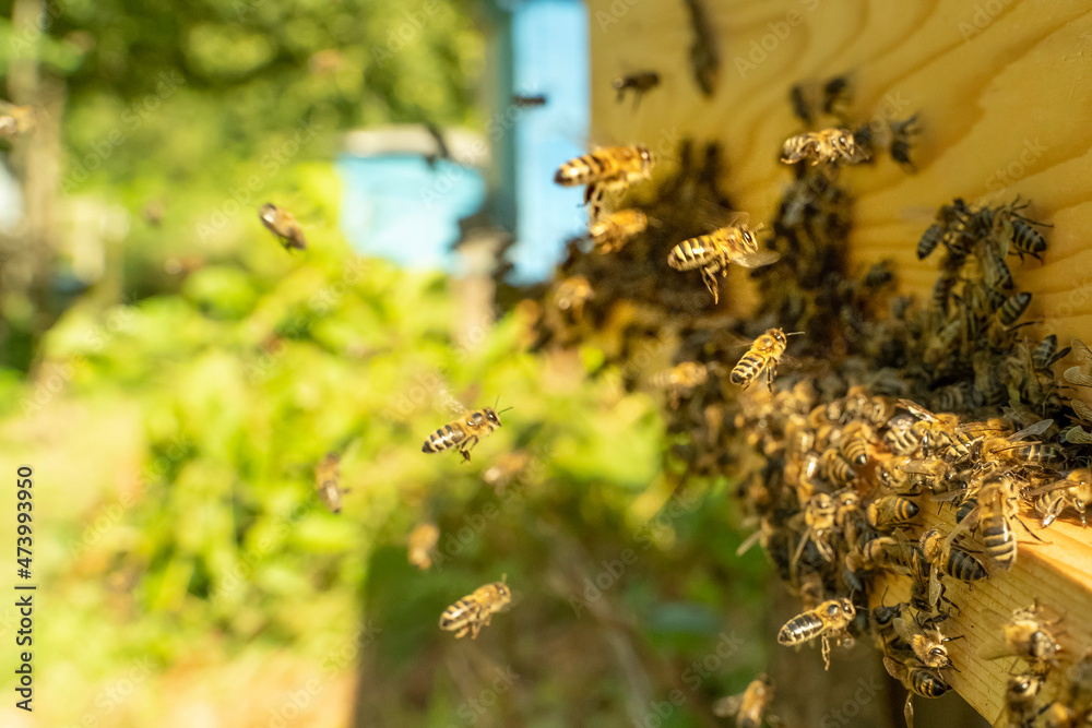 swarm of honey bees flying around beehive. Bees returning from ...