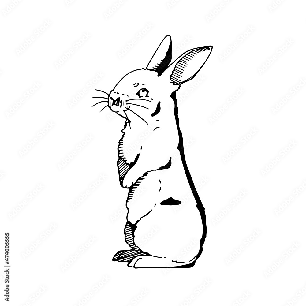 Rabbit Animal Line Art Silhouette Design Element Art SVG EPS Logo PNG ...