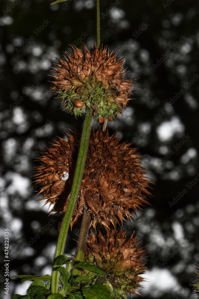 Chandelier Bush or Shandilay scientifically known as Kalanchoe ...