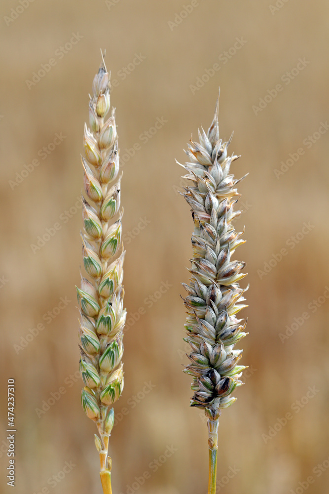 Common bunt, or stinking smut and covered smut, is a disease of spring ...