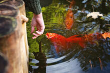 Large White Koi Fish In A Pond Free Stock Photo - Public Domain Pictures