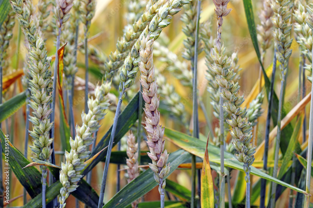 Fusarium ear blight, Fusarium head blight, FHB, or scab, is a fungal ...