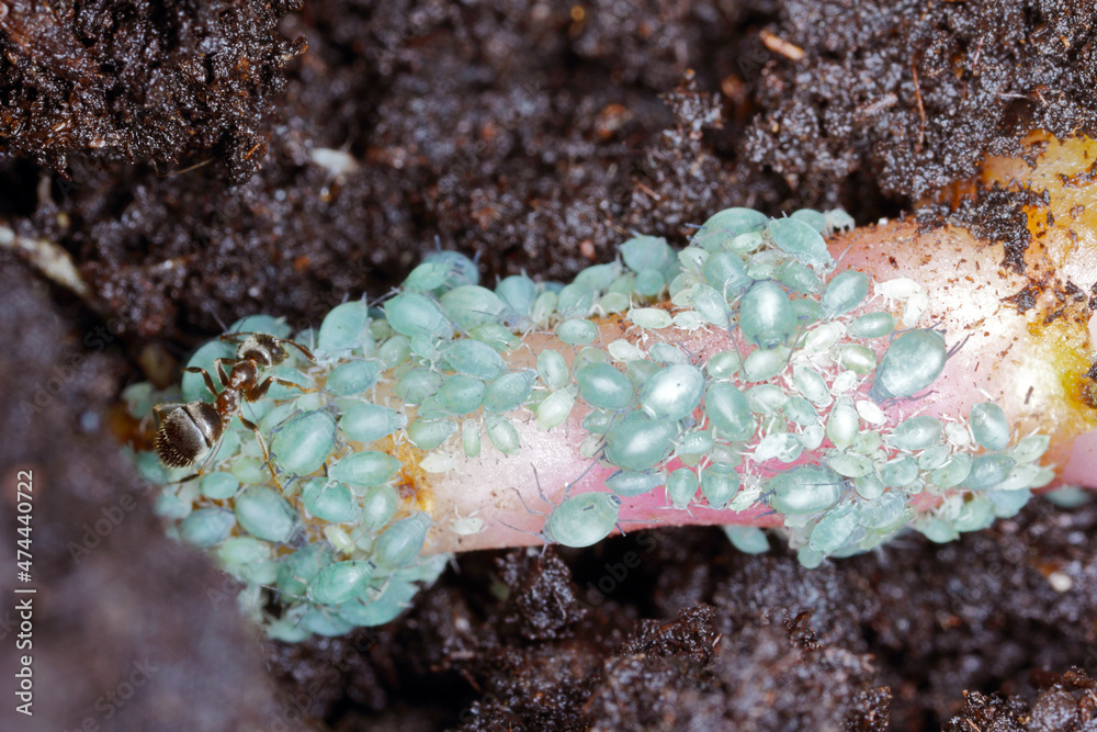 Foto de Stock Aphids colony on roots, underground aphid. These are ...