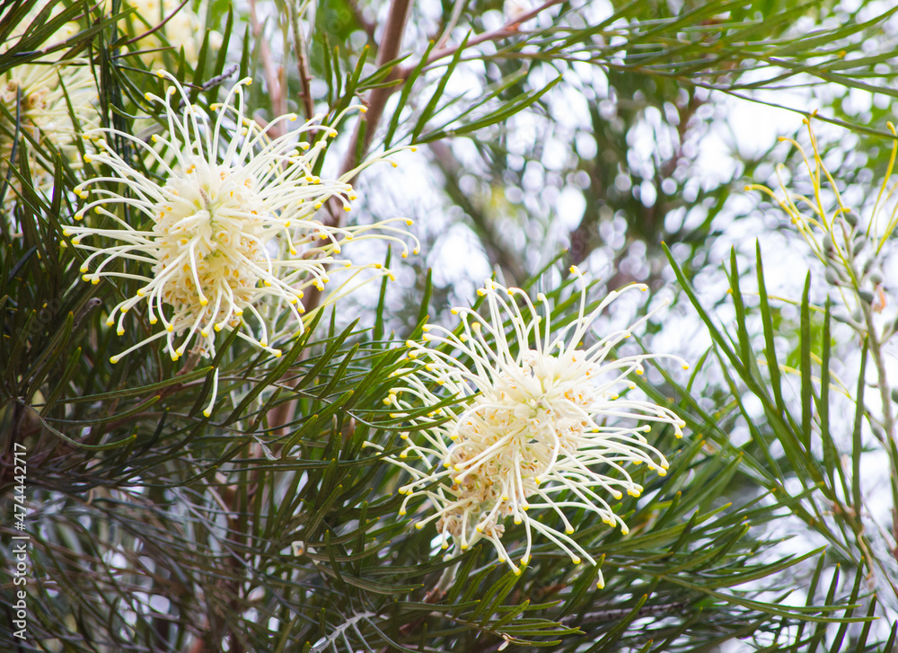Grevillea cultivar white color in a spring season at a botanical garden ...