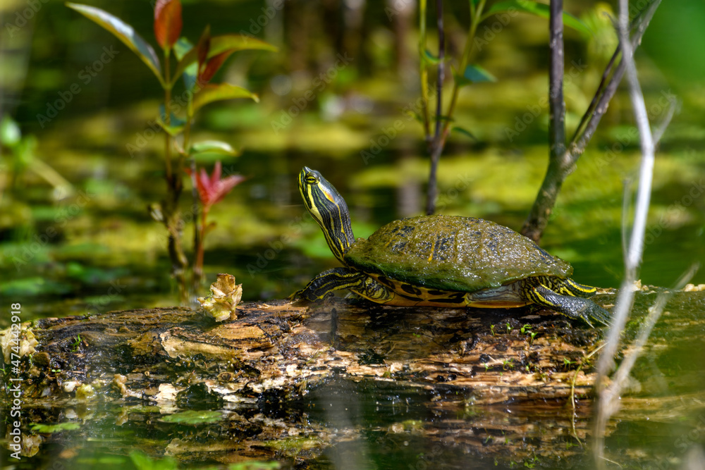 Red-eared slider (Trachemys scripta elegans), sunbathing on a log in a ...