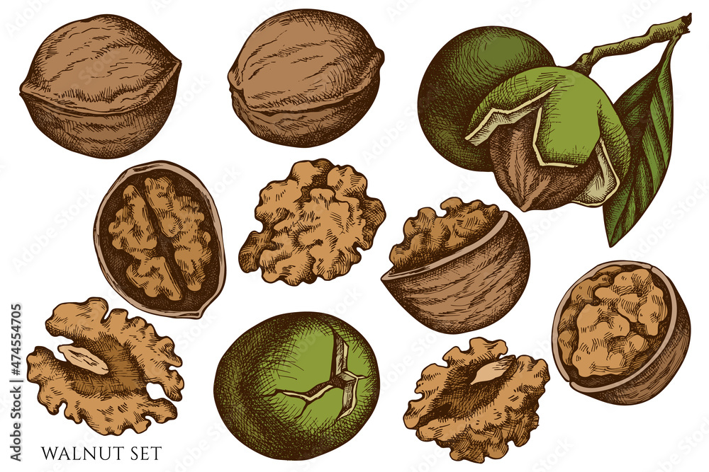Vector set of hand drawn colored walnut Stock Vector | Adobe Stock