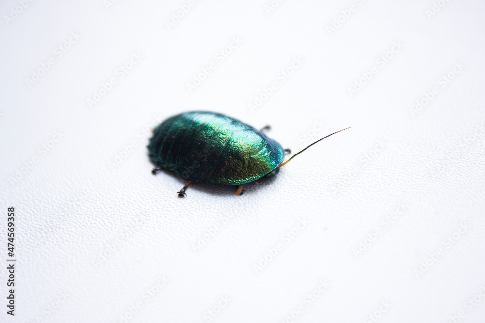 Corydidarum magnifica is definitely one of the most beautiful ...