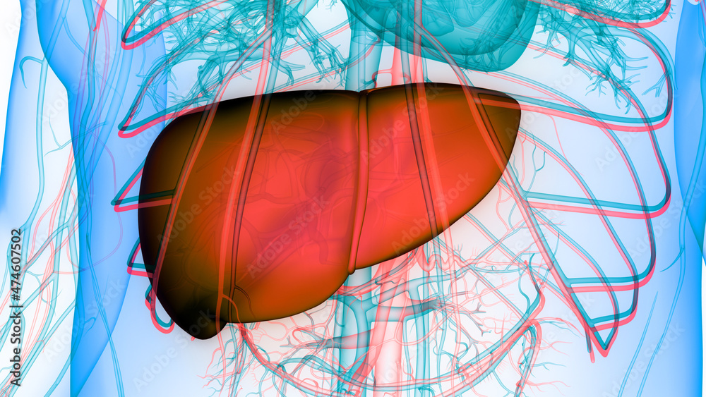 Human Internal Digestive Organ Liver Anatomy Stock Illustration | Adobe ...