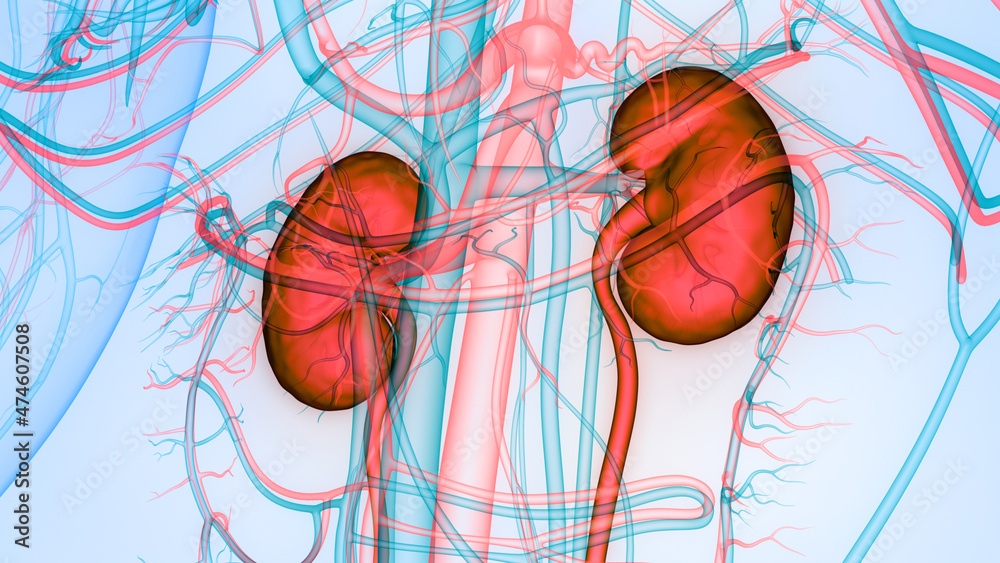 Human Urinary System Kidneys Anatomy Stock Illustration | Adobe Stock
