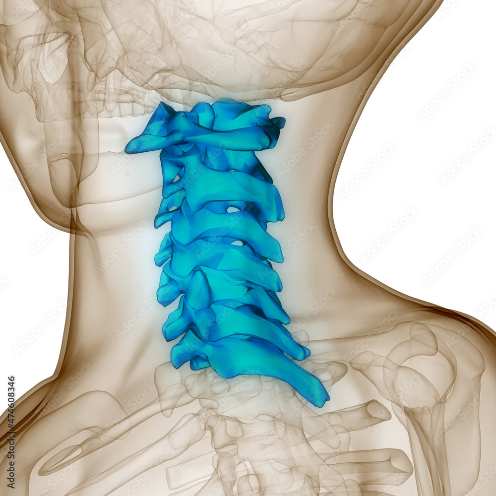Ilustración de Stock Spinal Cord Vertebral Column Cervical Vertebrae of Human Skeleton System ...