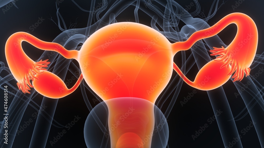 Female Reproductive System Anatomy Stock Illustration | Adobe Stock