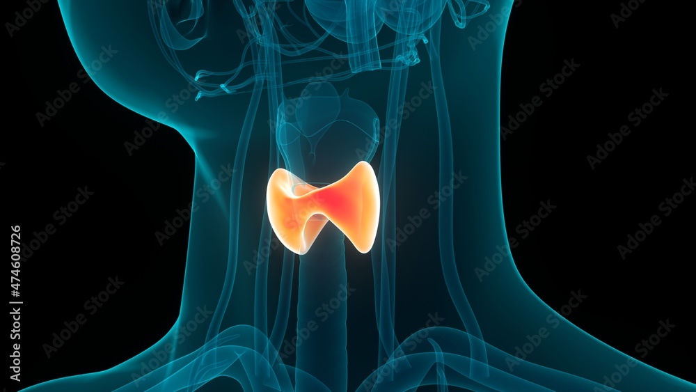 Human Body Glands Thyroid Gland Anatomy Stock Illustration | Adobe Stock