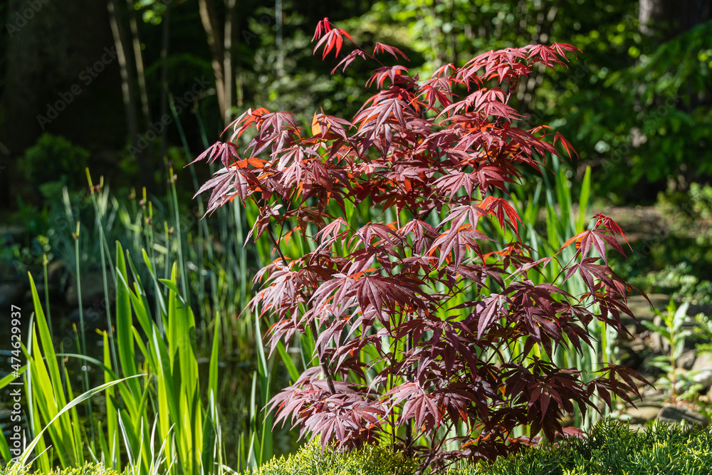 Japanese maple Acer palmatum Atropurpureum on bank of beautiful garden ...