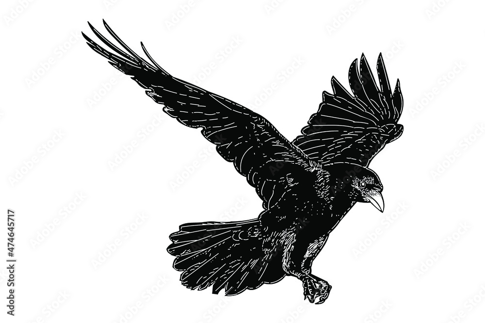 black bird vector drawing illustration isolated on white background ...