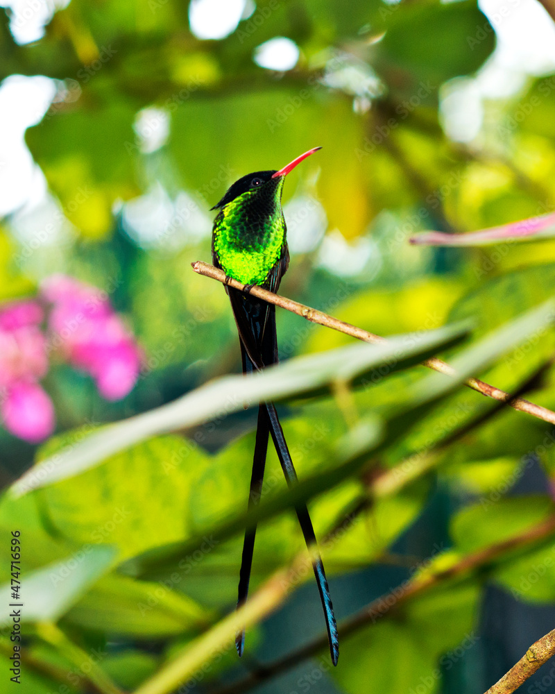 A male Red-billed Streamertail Hummingbird perches on a branch in his ...