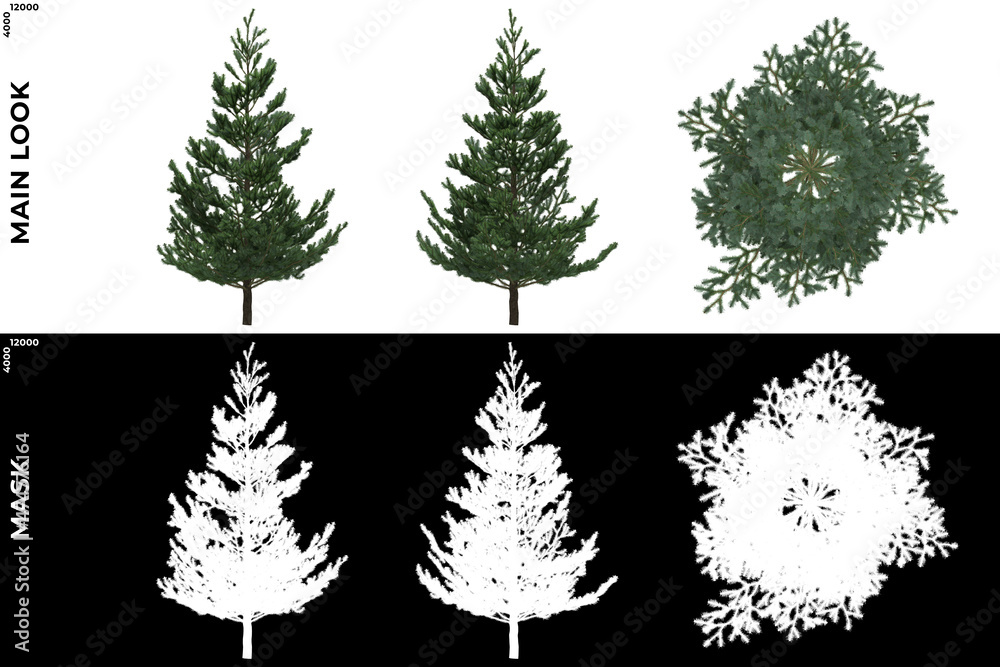 3D Rendering of Front, Left and Top view of Tree (Picea Omorika) with ...