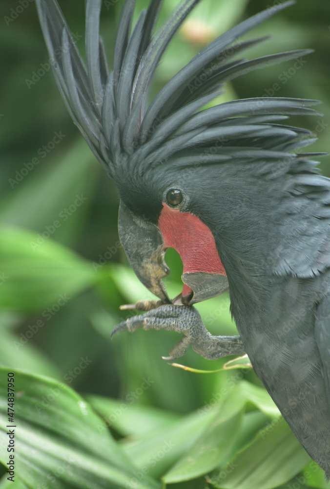 Probosciger aterrimus, The palm cockatoo or the goliath or great black ...