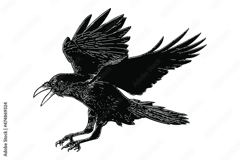 raven flying hand drawn vector illustration isolated on white ...