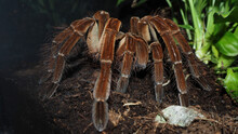 Tarantula Spider Side View Close-up Free Stock Photo - Public Domain ...