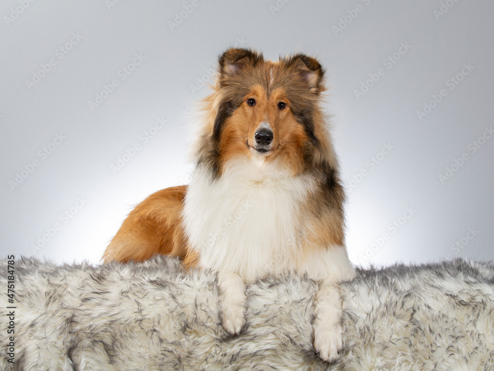 Rough Collie puppy dog portrait. Image taken in a studio with white ...