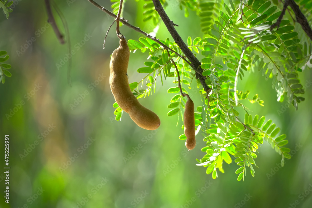 Tamarind fruit hang tamarind tree garden, blurred background Stock ...