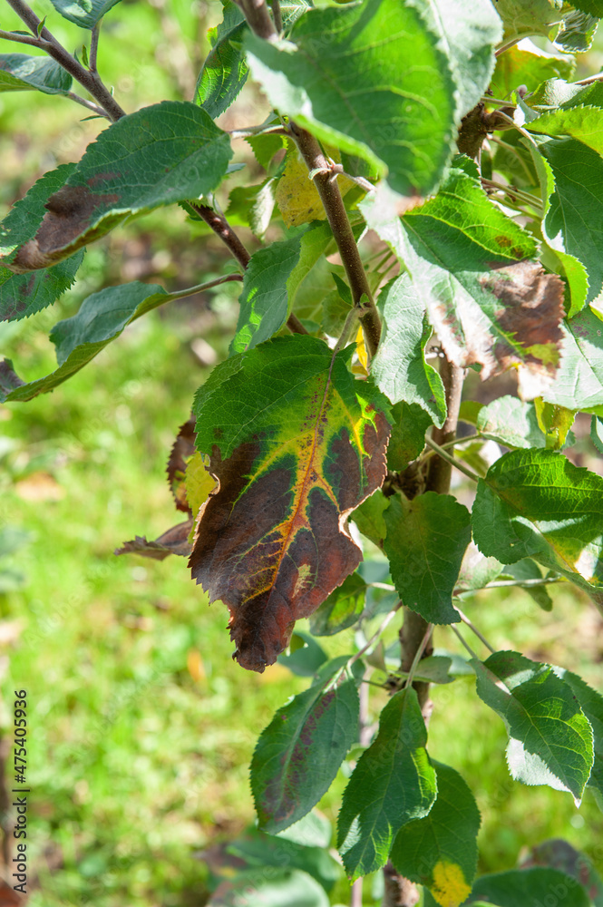 tree of a young apple tree is affected by a fungal disease. Brown spots ...