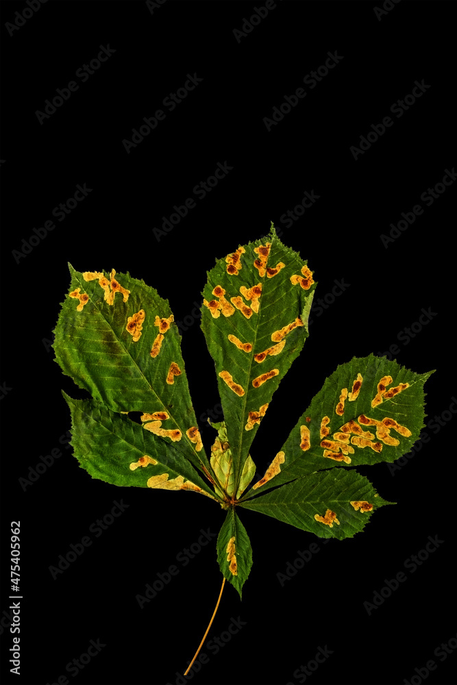 Horse Chestnut tree infested with leaf miner moth trails. damage to the ...