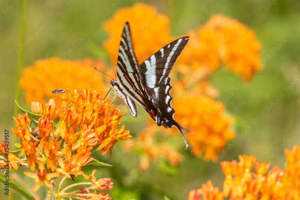 Zebra Swallowtail (Protographium marcellus) on Butterfly Milkweed ...