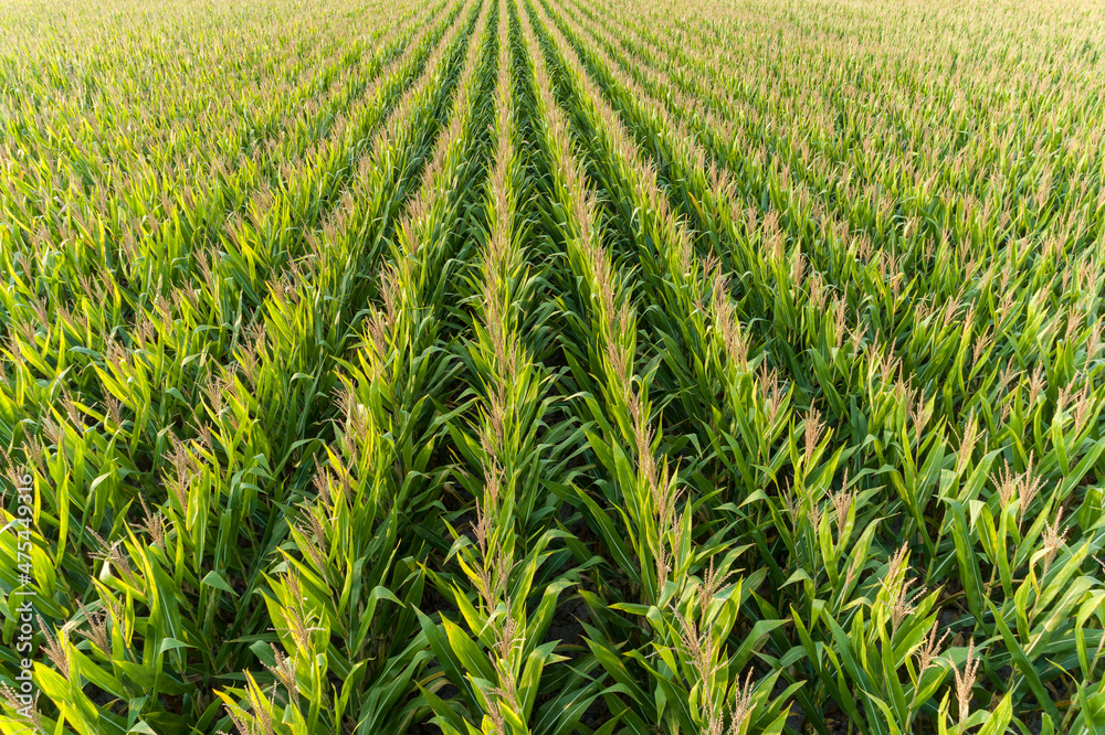 Aerial view of corn field, Marion County, Illinois Stock Photo | Adobe ...