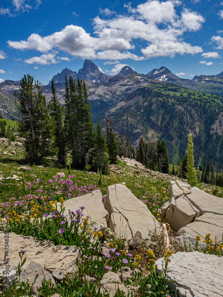 USA, Wyoming. Wildflowers and view of west side of Grand Teton and ...
