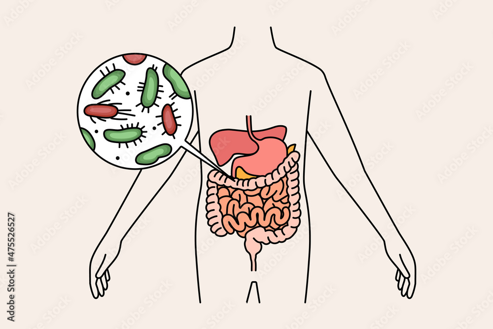 Digestive system and intestines concept. Human body with green and red ...