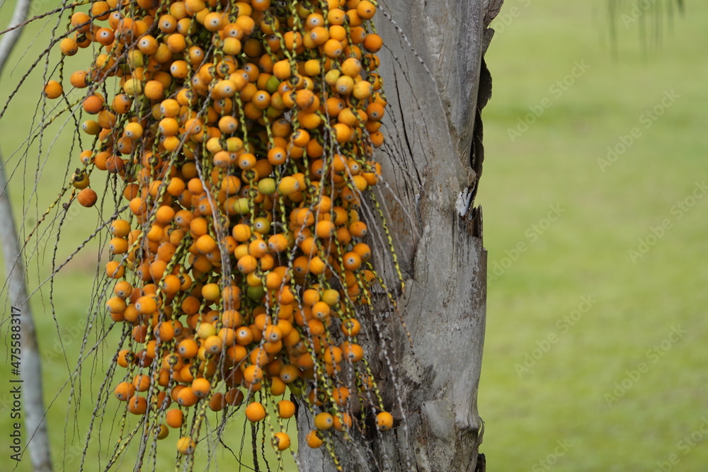 Butia fruits (Butia capitatais) a genus of palms in the family ...