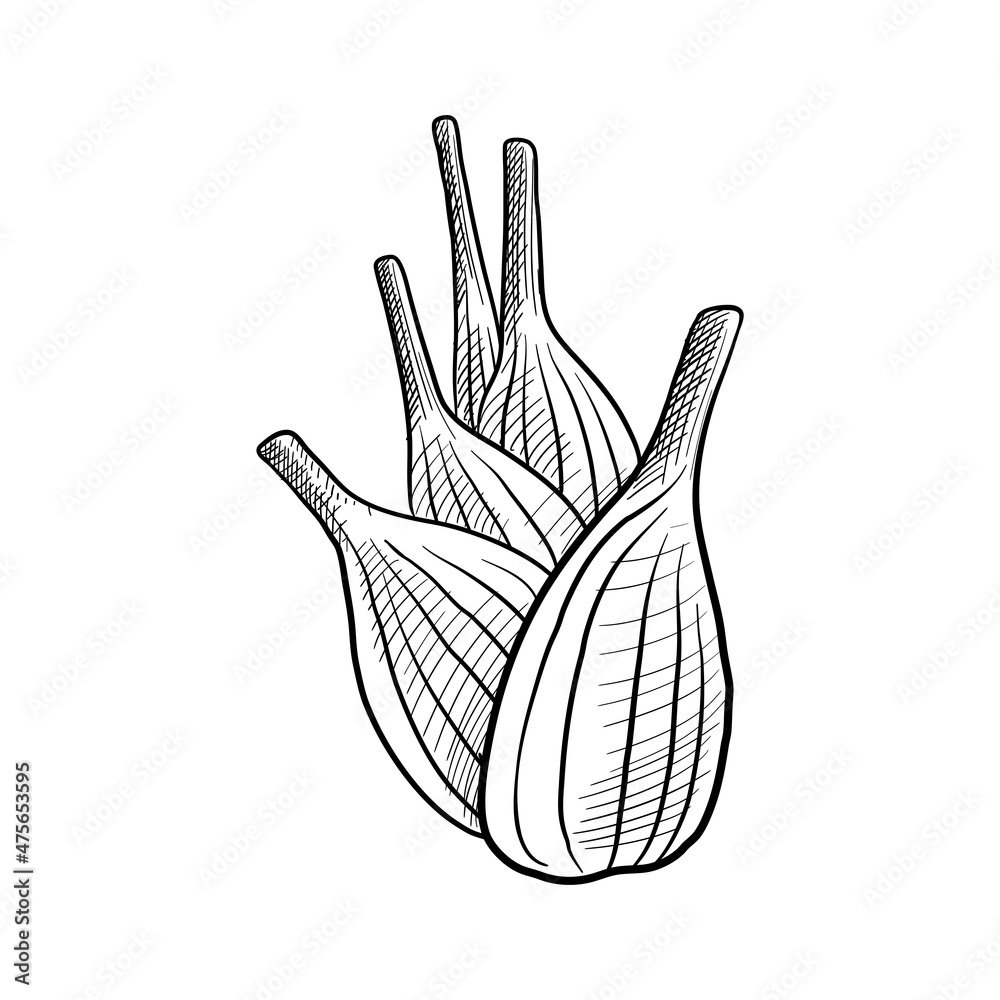 vector drawing bulb of fennel, Foeniculum vulgare, isolated at white ...