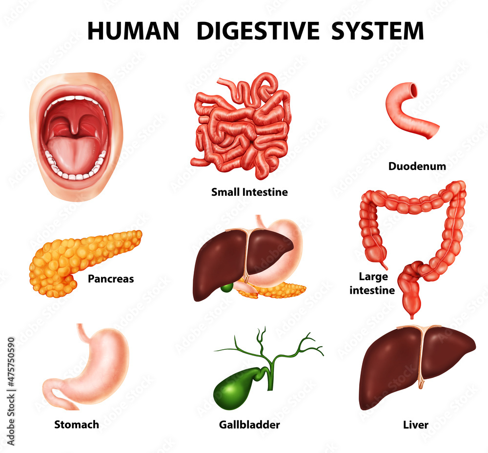 Human Digestive system anatomy illustration Stock Illustration | Adobe ...