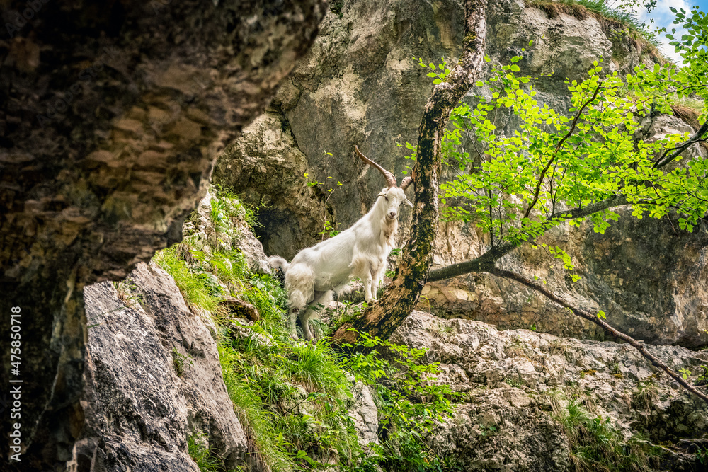 Male ibex with long horns standing on ward in front of his hideout ...