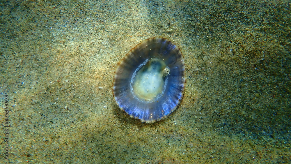 Sea snail Tritia neritea eating the remains of Mediterranean limpet ...
