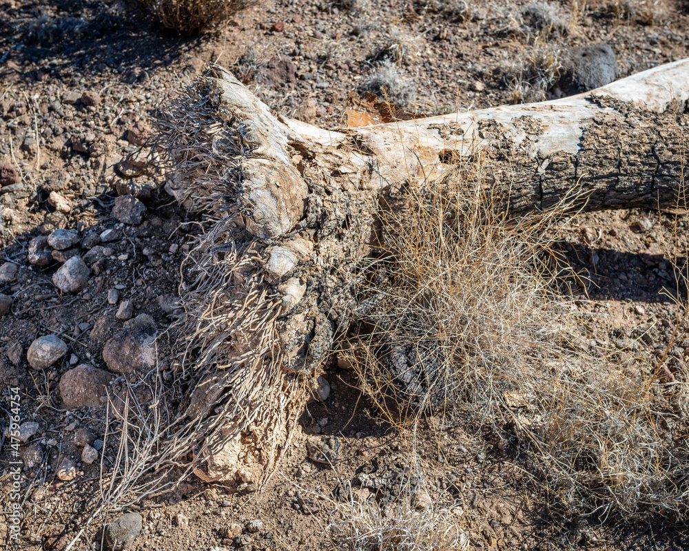 The Joshua Tree is a monocot with a fibrous root system rather tahn a ...
