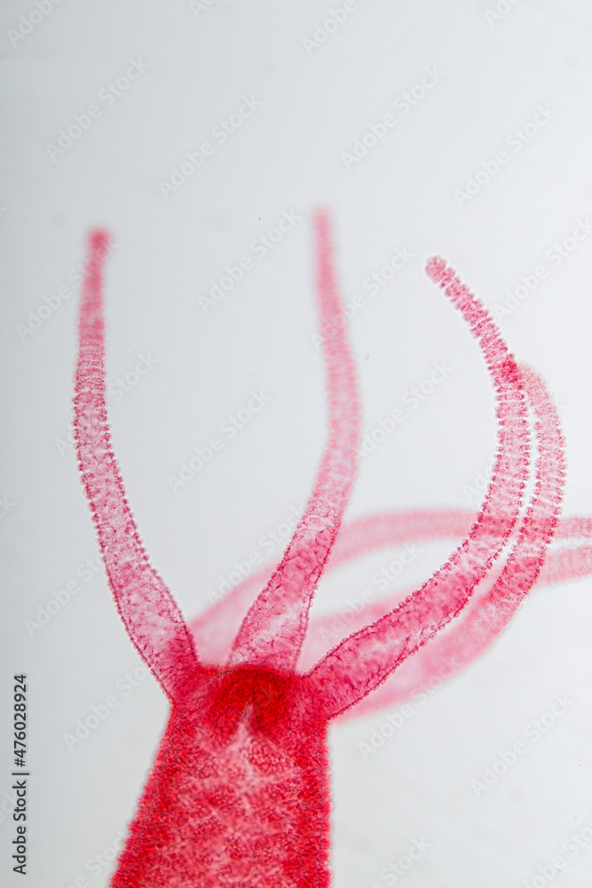 Hydra is a genus of small, fresh-water animals of the phylum Cnidaria ...