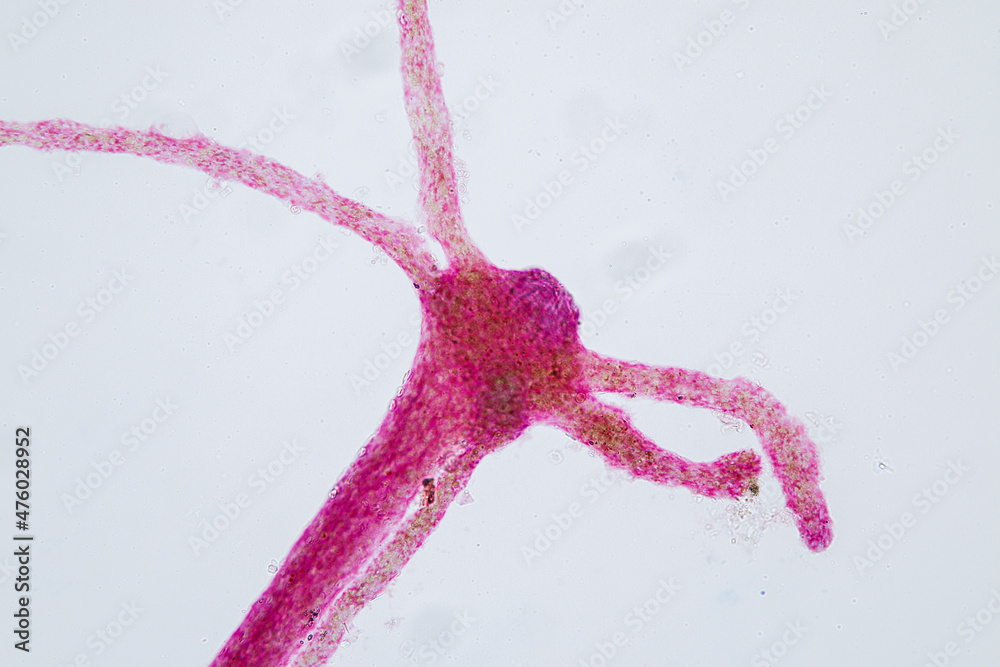 Hydra is a genus of small, fresh-water animals of the phylum Cnidaria ...