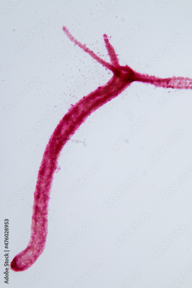 Hydra is a genus of small, fresh-water animals of the phylum Cnidaria ...