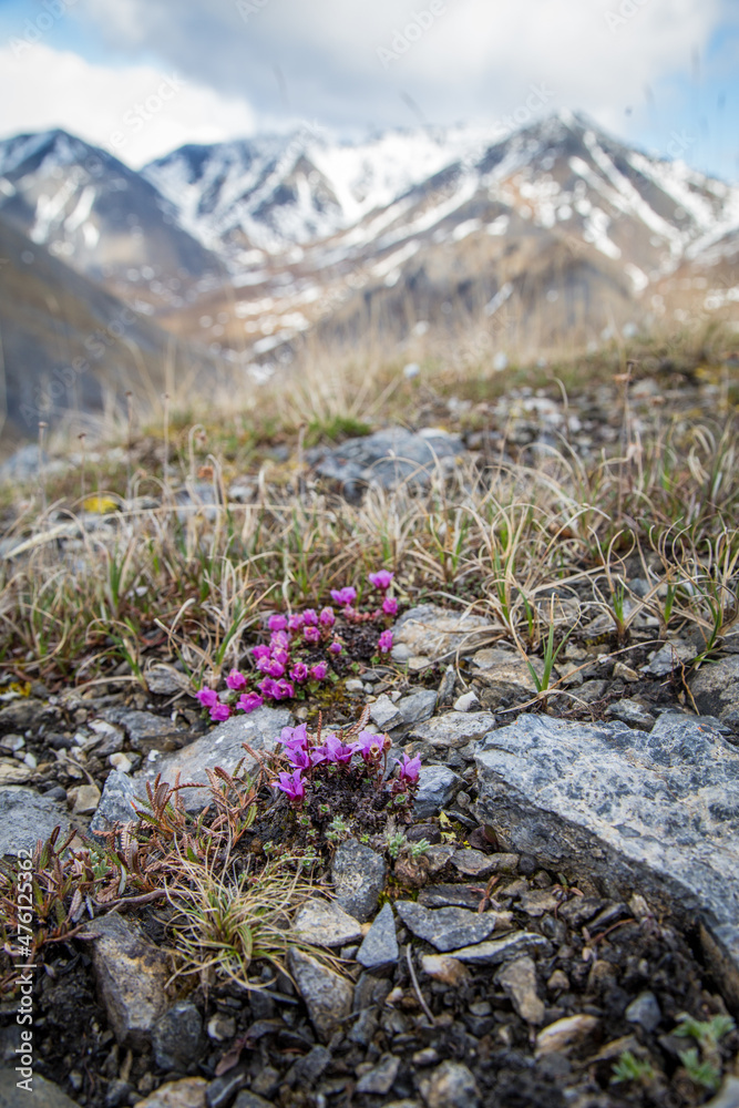 Alpine Azaleas (Kalmia procumbens) bloom atop a ridge in a tributary to ...