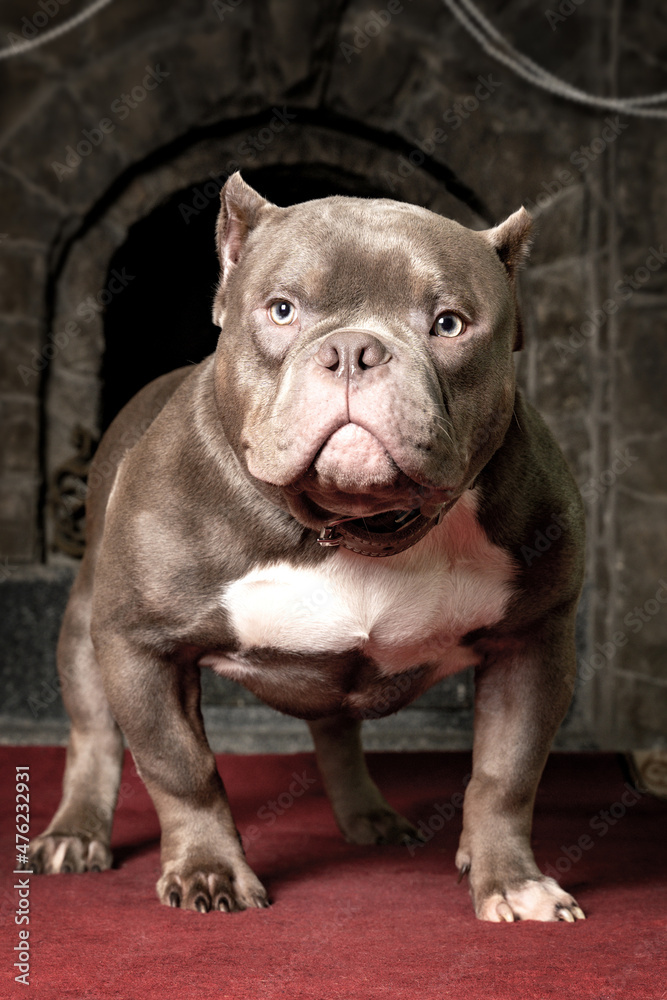 Exotic American Bully Are Exotic Bullies Accepted By American Bully