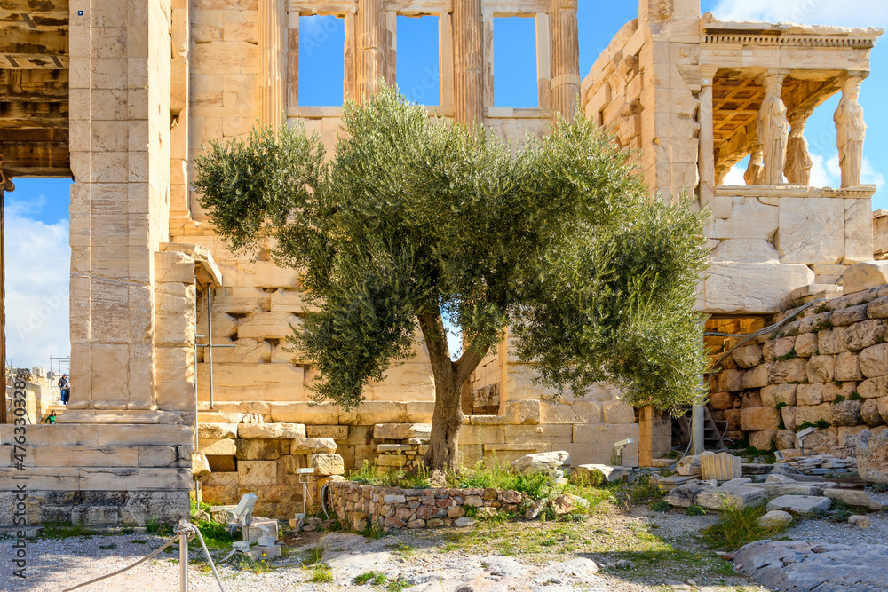 Athena's Sacred Olive Tree alongside the Erechtheion near the Parthenon ...
