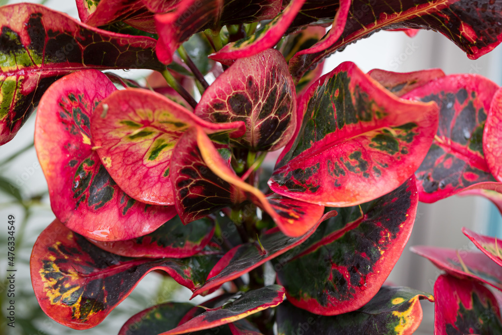 Codiaeum variegatum tree with colorful speckled leaves, beautiful ...
