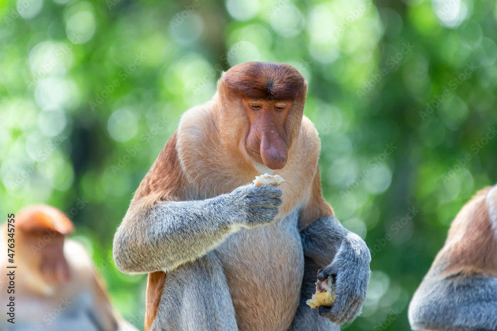 The proboscis monkey (Nasalis larvatus) or long-nosed monkey is a ...