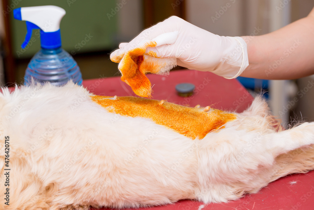 Veterinary clinic, a surgeon doctor performs an operation to remove ...