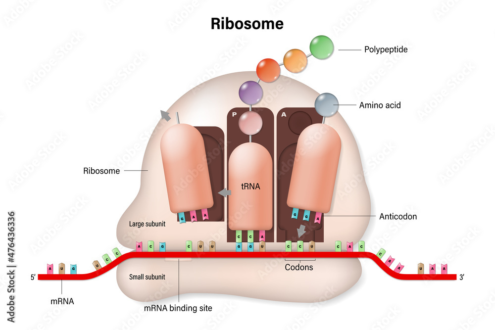 Ribosome structure. Process of translation. RNA directed synthesis of polypeptide. mRNA. tRNA ...