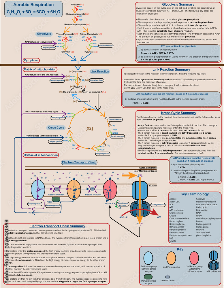 Aerobic Respiration summary to show glycolysis, link reaction, Krebs cycle and electron ...